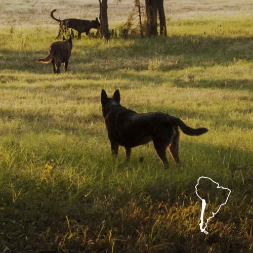 Explore | Veterinarians International